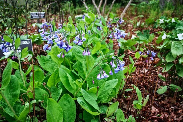 Independence Day - The Norcross Wildlife Foundation