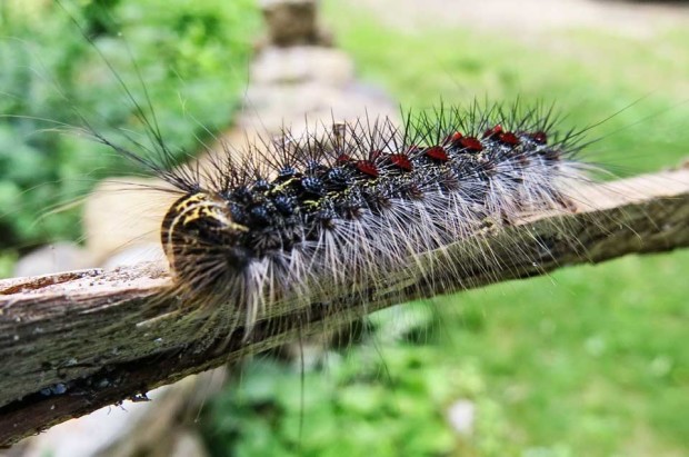 Gypsy Moth, Winter Moth - The Norcross Wildlife Foundation