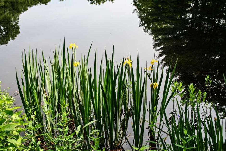 What does native mean? - The Norcross Wildlife Foundation