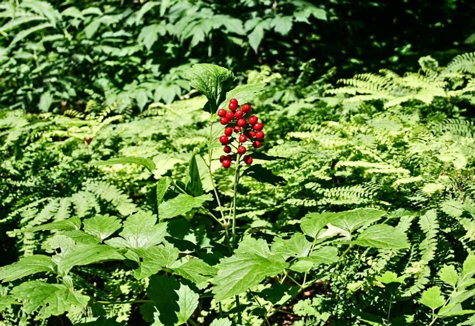 What does native mean? - The Norcross Wildlife Foundation