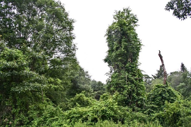 Purple Love Grass - The Norcross Wildlife Foundation