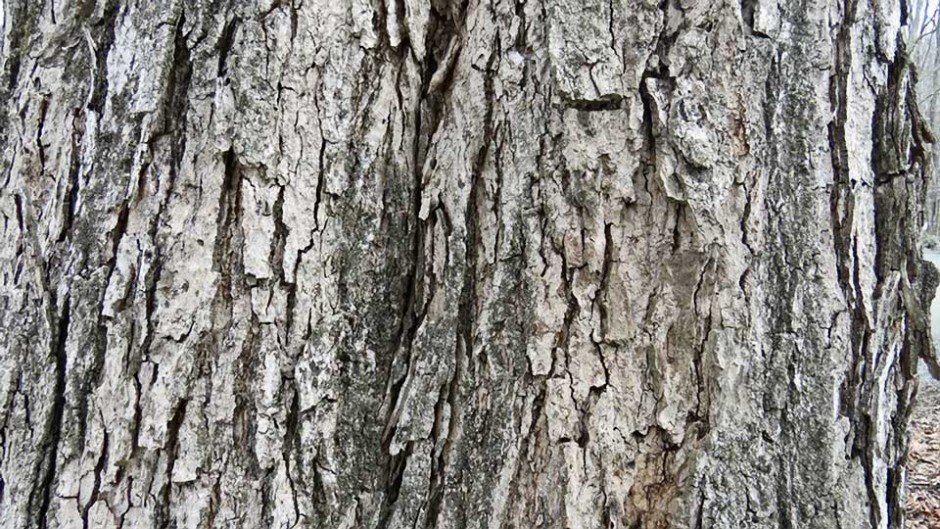 What’s Bugging You? - The Norcross Wildlife Foundation