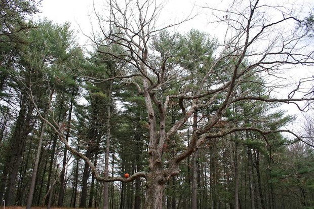 Asters and Goldenrods - The Norcross Wildlife Foundation