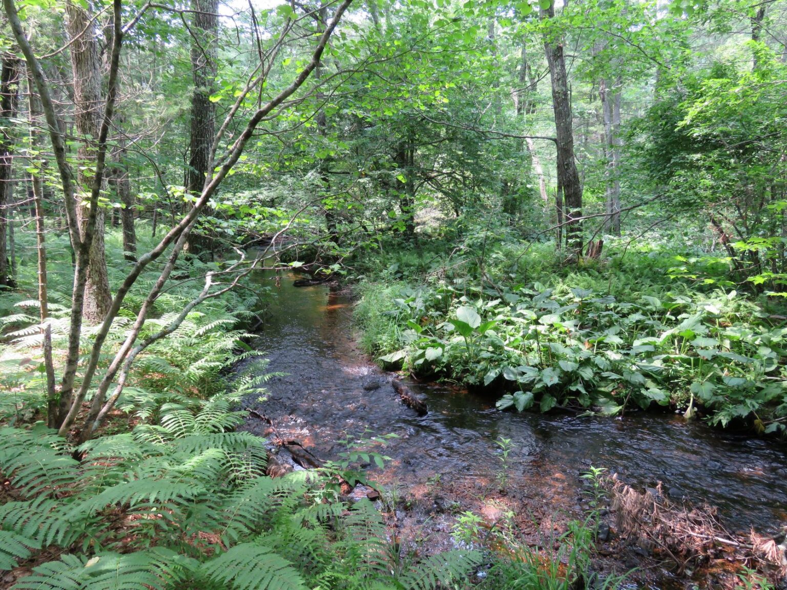 2025 Winter Lectures: River Restoration and The Vinica Brook Project at ...