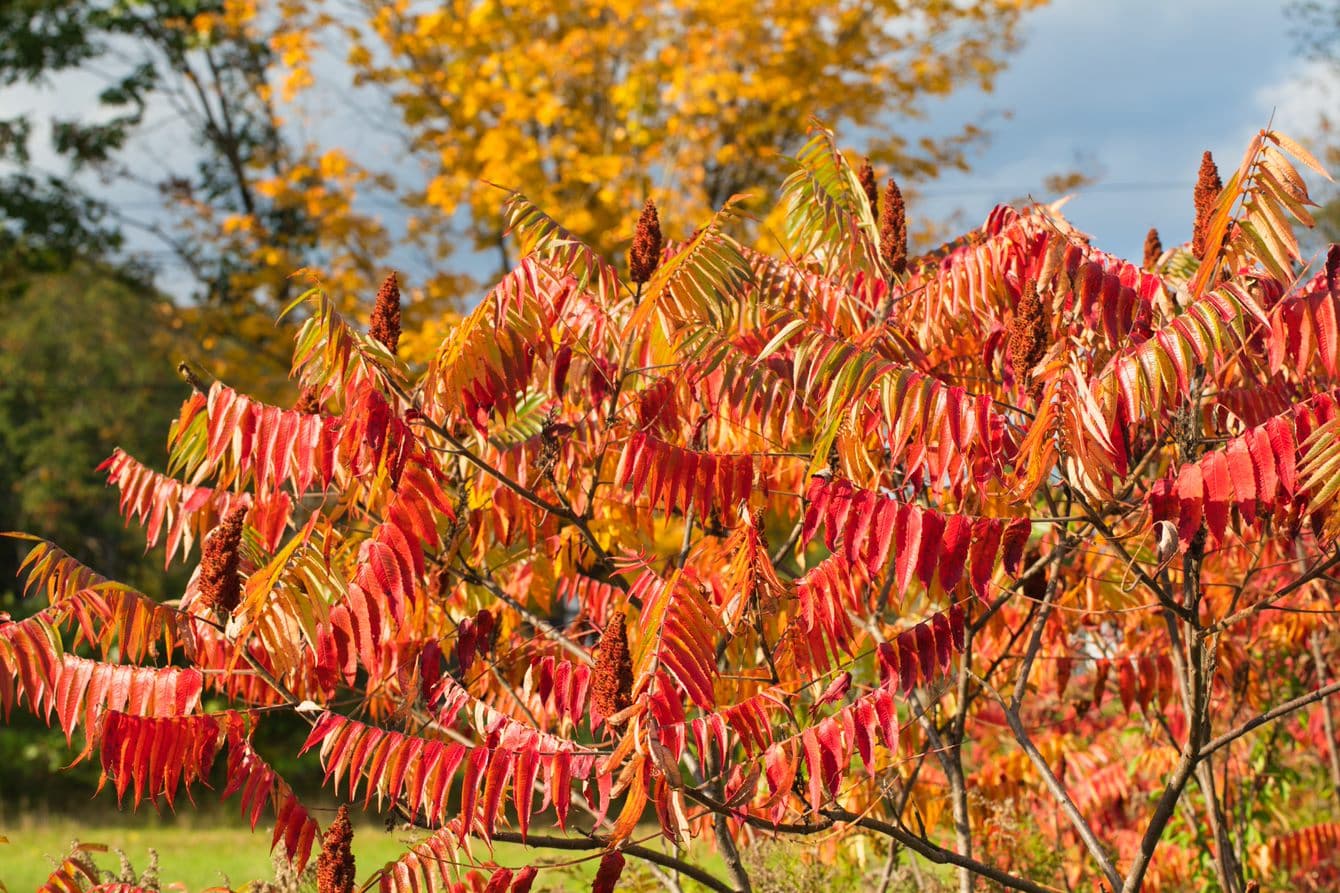 NWF Staff Members - The Norcross Wildlife Foundation