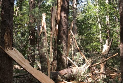 Home - The Norcross Wildlife Foundation