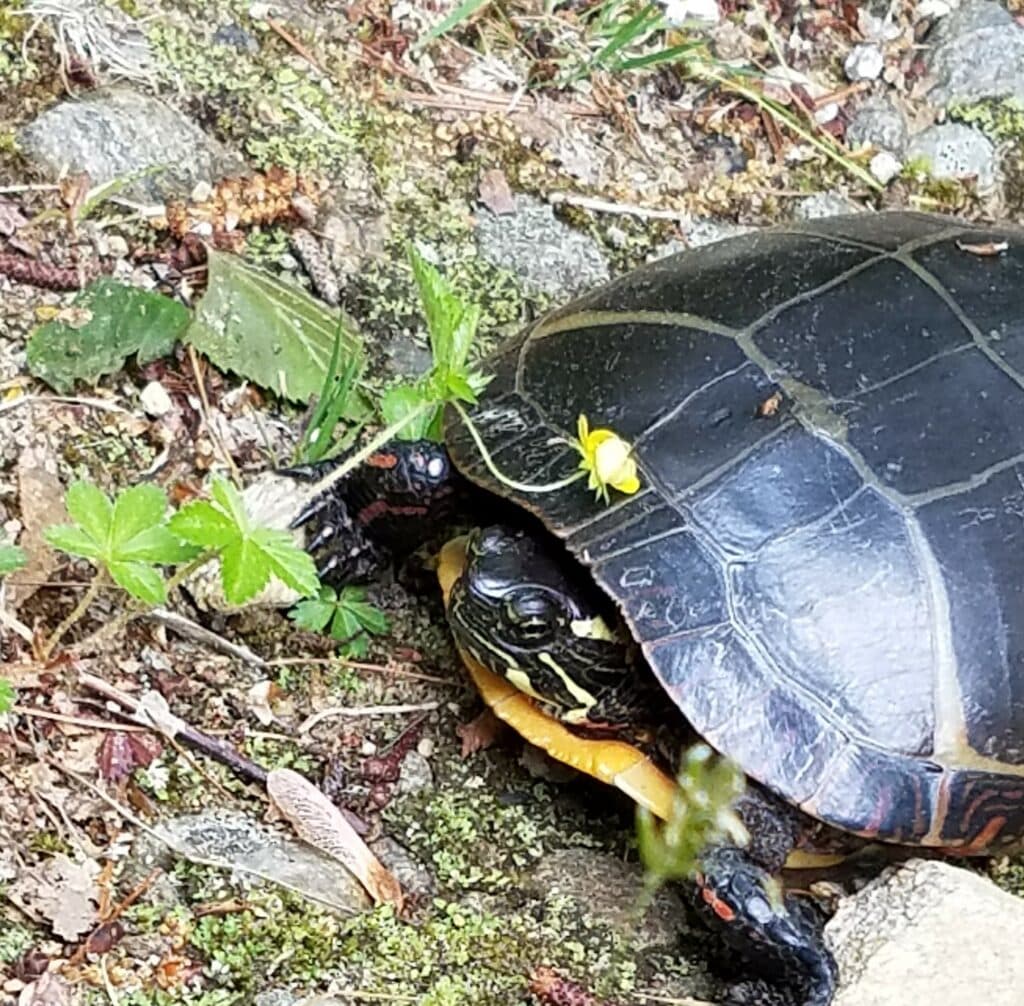 Upcoming Events – The Norcross Wildlife Foundation