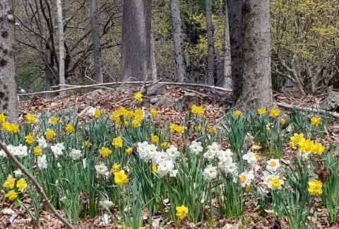 Home - The Norcross Wildlife Foundation