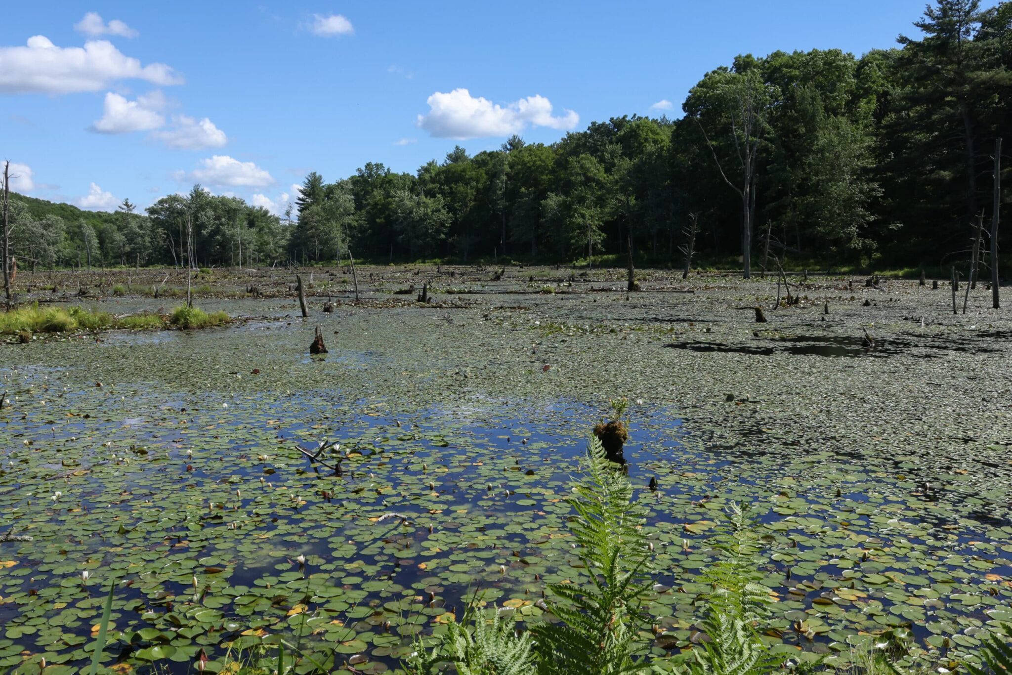 Home - The Norcross Wildlife Foundation