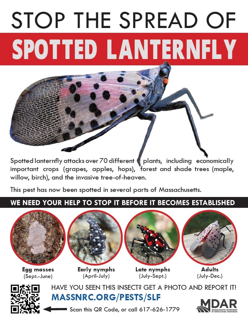 Learn about the Impacts of the Invasive Spotted Lanternfly - The ...