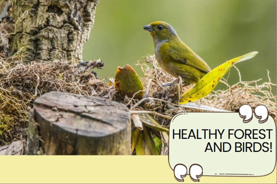 POSTPONED - October 4th Healthy Forests and Birds - The Norcross ...